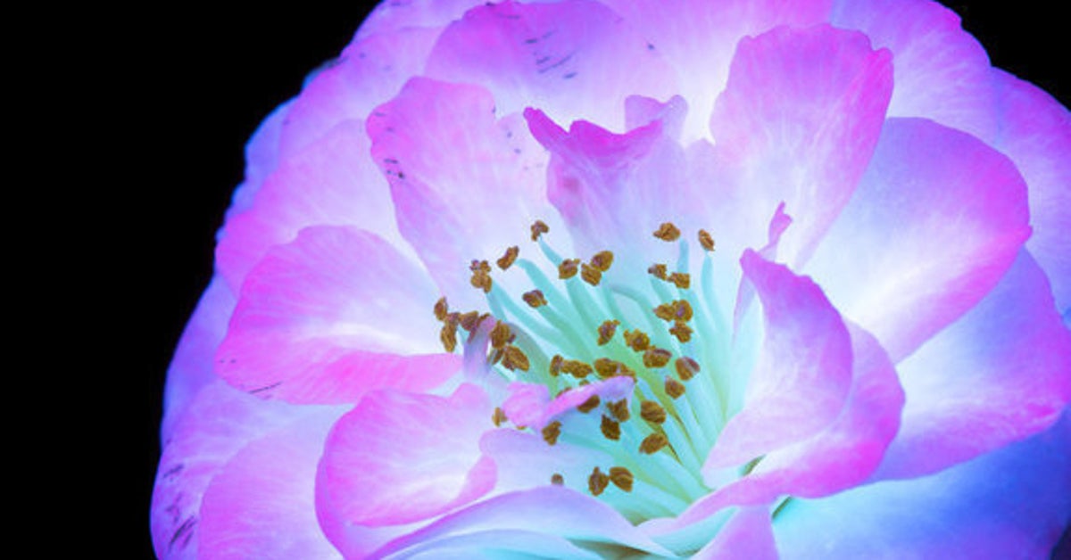 Amazing Photos Capture How Flowers Look Under Ultraviolet Light ...