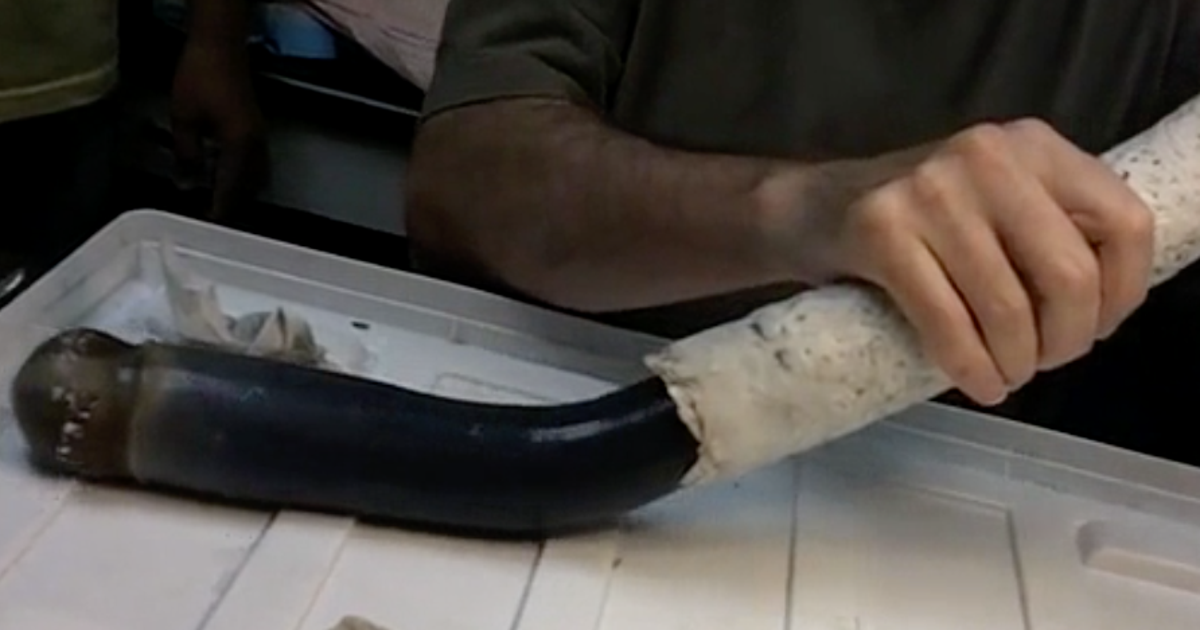 First Live Giant Shipworm Found In Philippines | HuffPost UK News