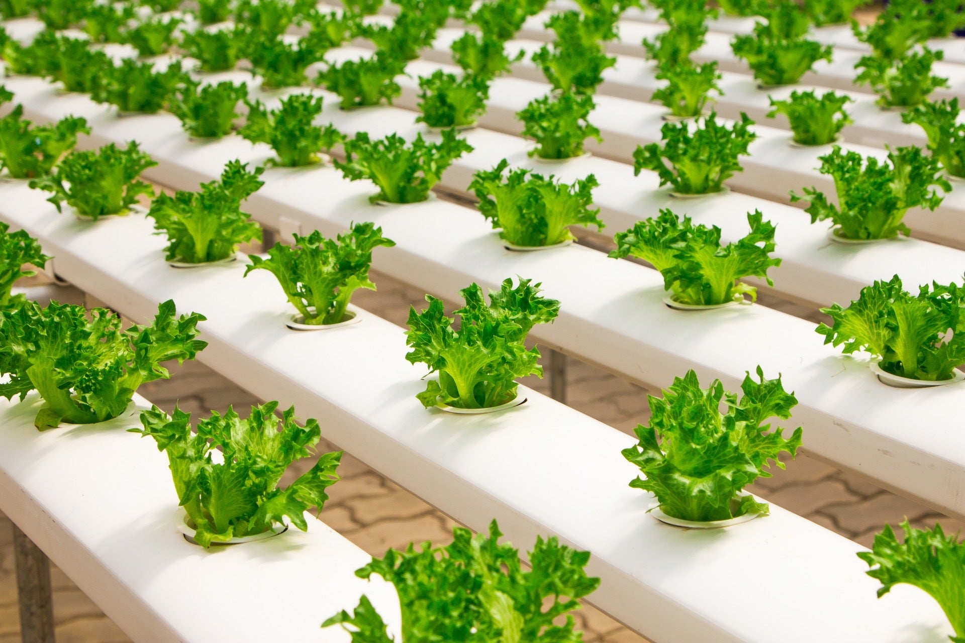 3 Life Lessons From Growing Plants Without Soil HuffPost 3 Life Lessons From Growing Plants Without Soil HuffPost
