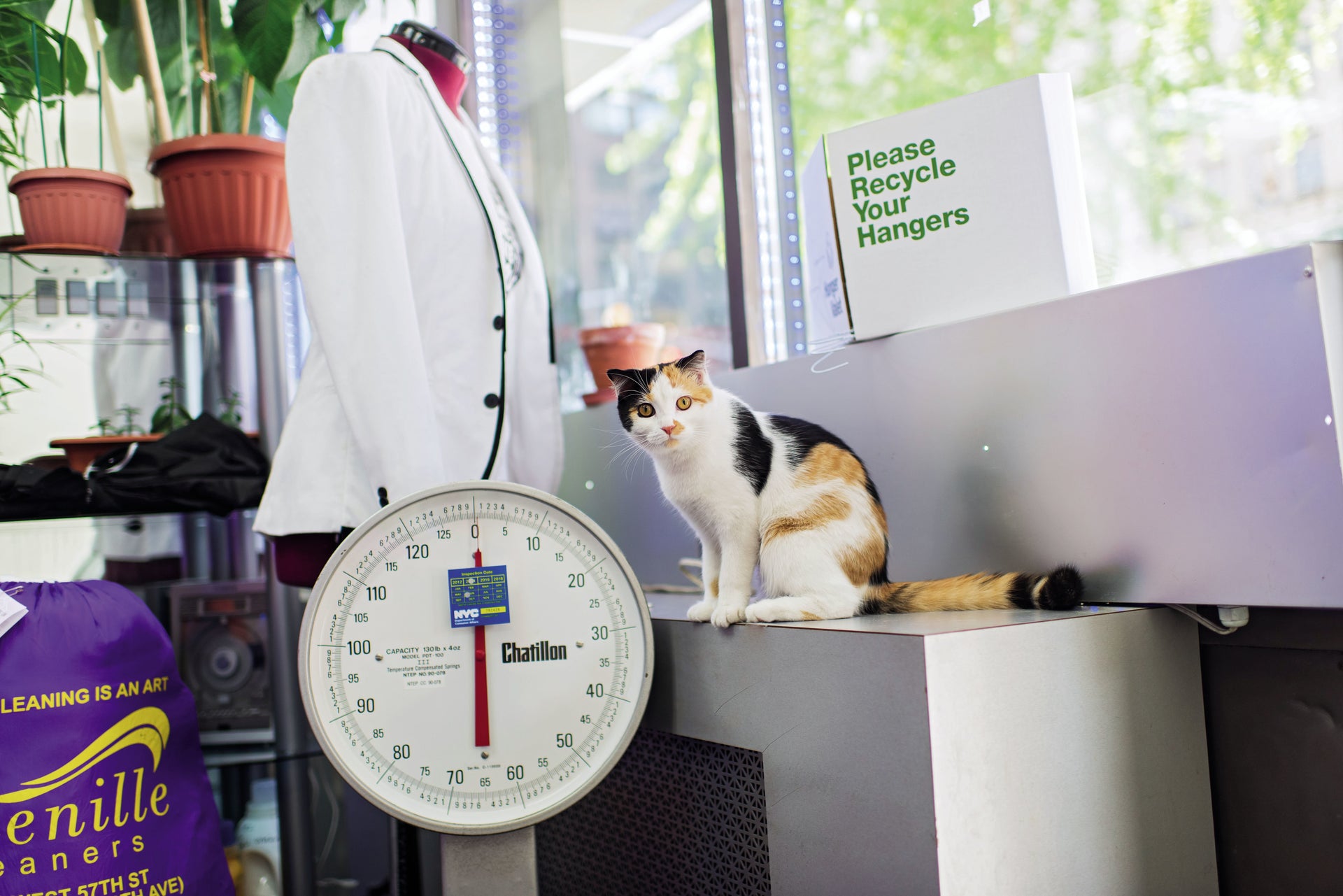 Adorable Portraits Explore The Lives Of Big-City Shop Cats | HuffPost ...