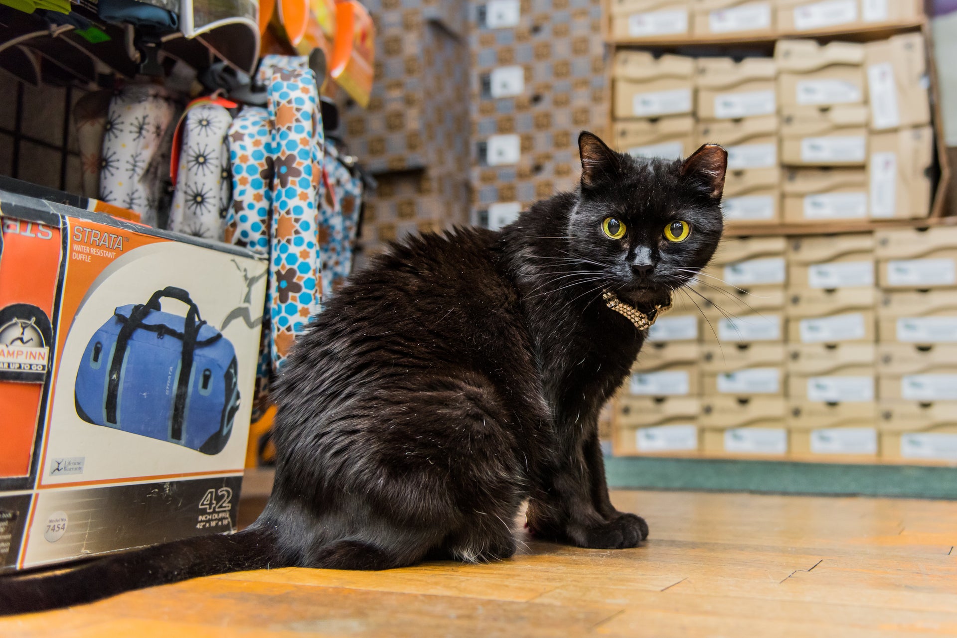 Adorable Portraits Explore The Lives Of Big-City Shop Cats | HuffPost ...