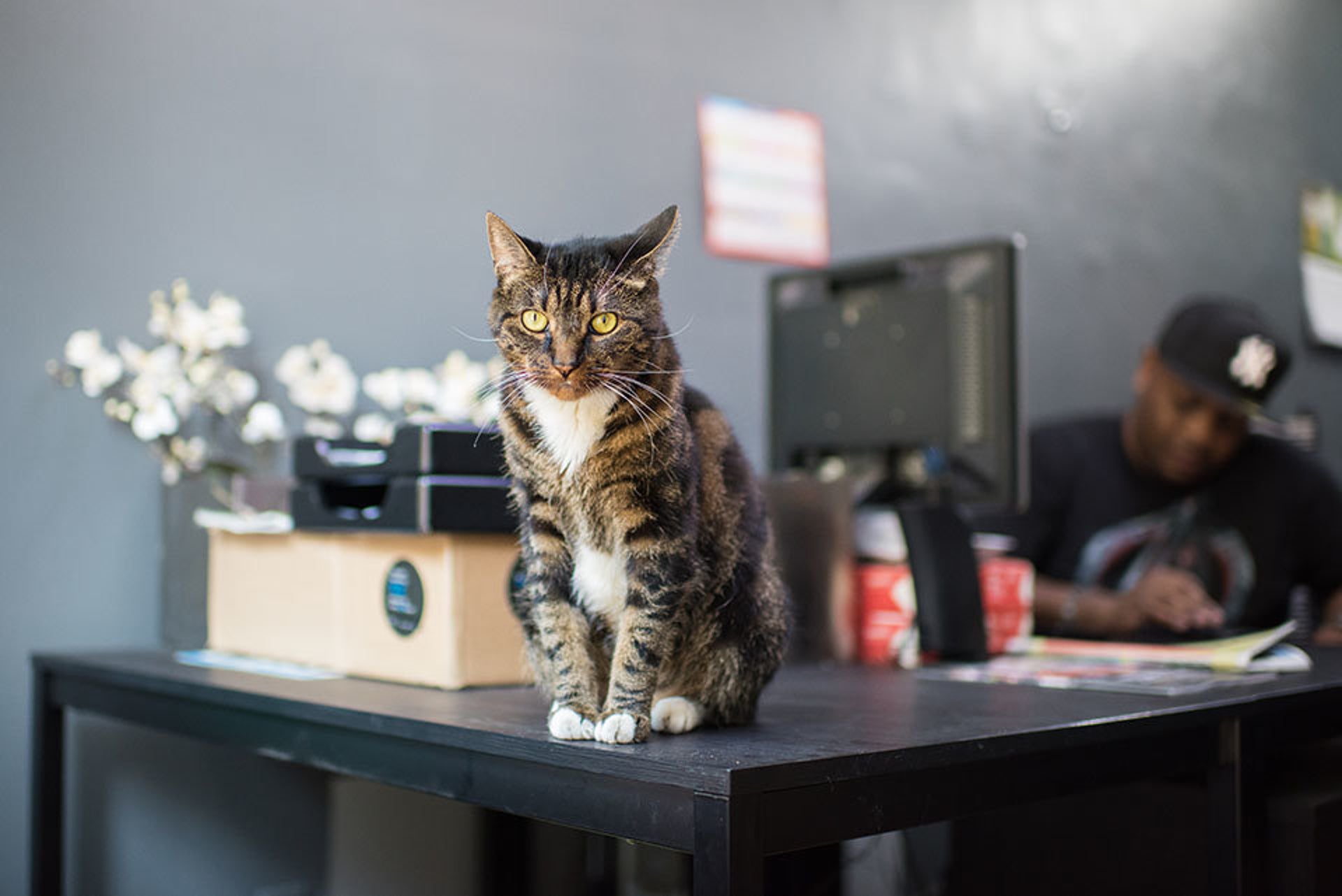Adorable Portraits Explore The Lives Of Big-City Shop Cats | HuffPost ...
