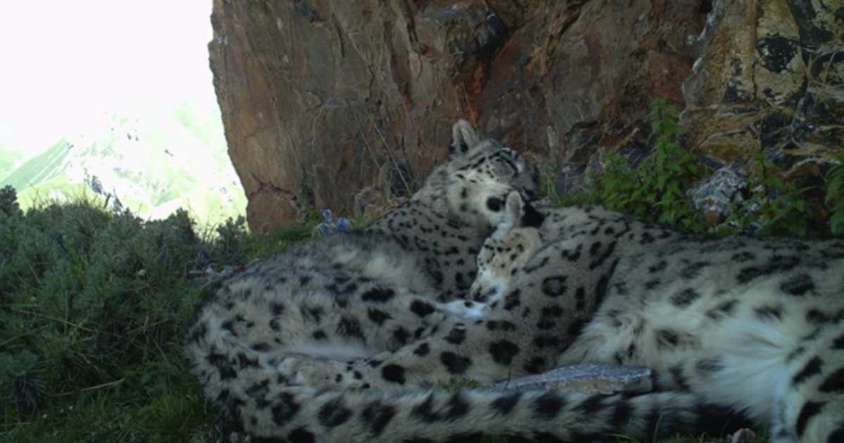 Snow Leopard Triple Sighting A Treat For Viewers, And Even Better For ...