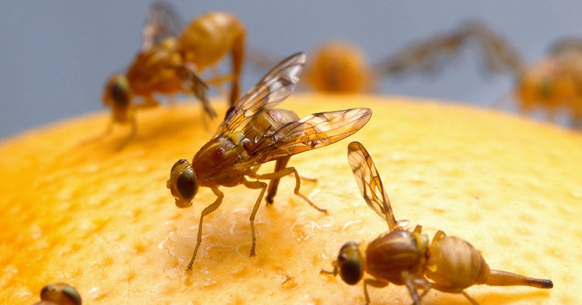 What Fruit Flies Can Tell Us About Human Sleep and Circadian Disorders ...