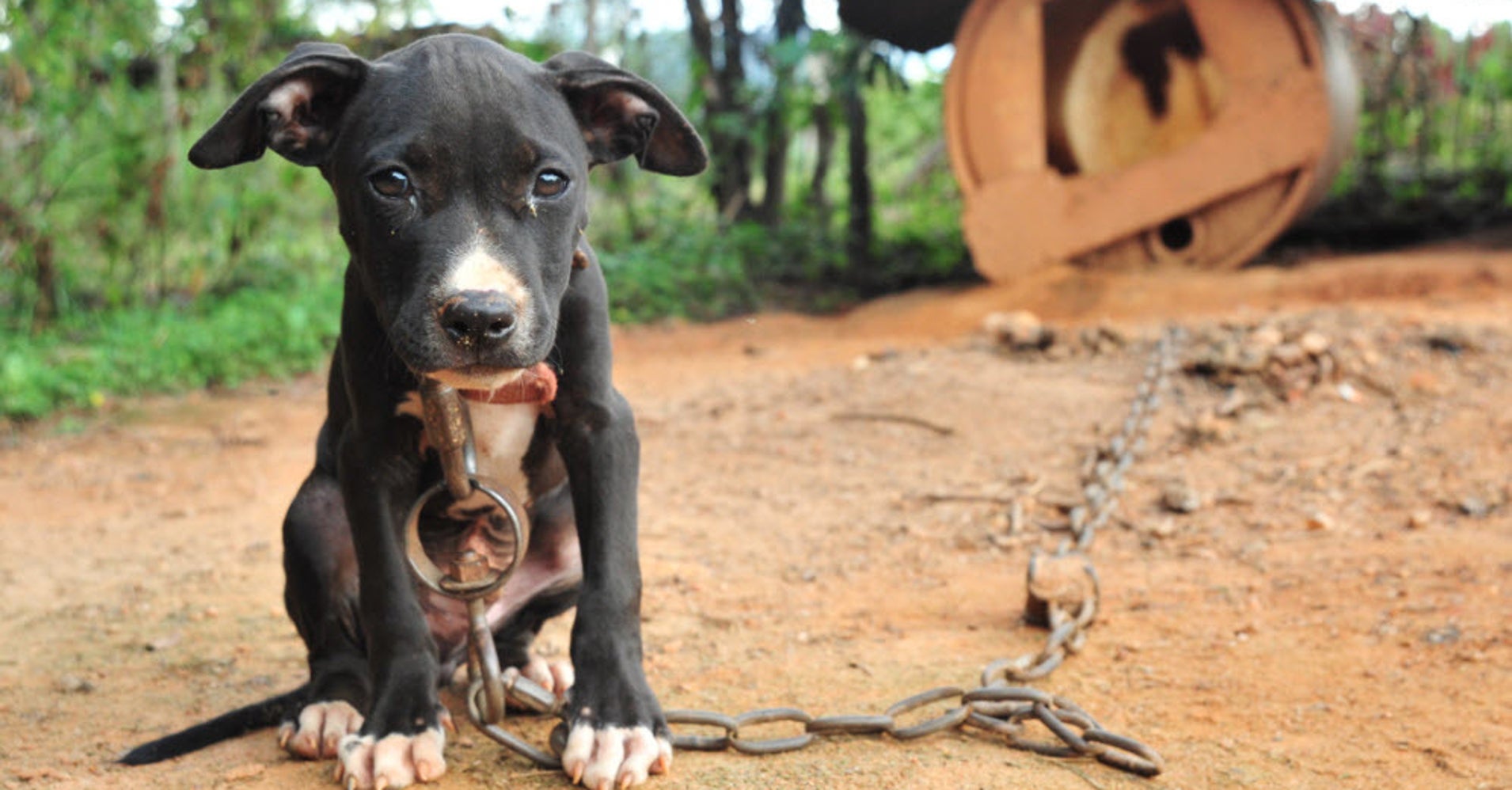 How The Michael Vick Case Brought Us Closer To Ending Dog Fighting ...