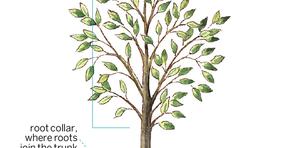 9 Tips for Planting and Caring for Shade Trees | HuffPost Contributor