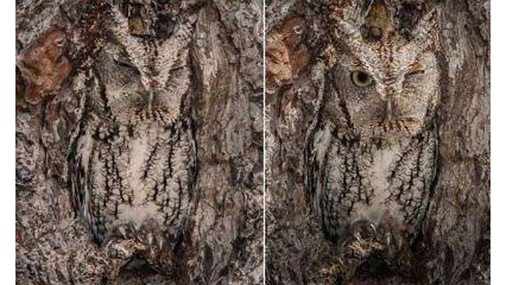 How Owls Evolved to be Remarkable Birds | HuffPost Contributor