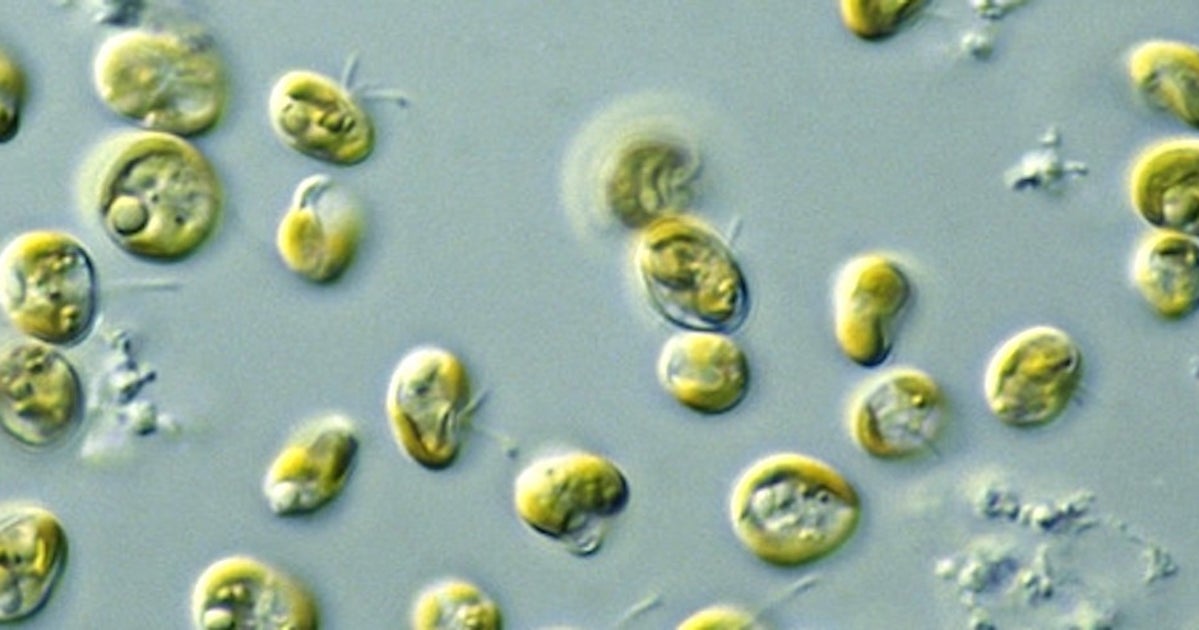 Scientists Make Genetically Engineered Algae That Can Thrive Outdoors ...