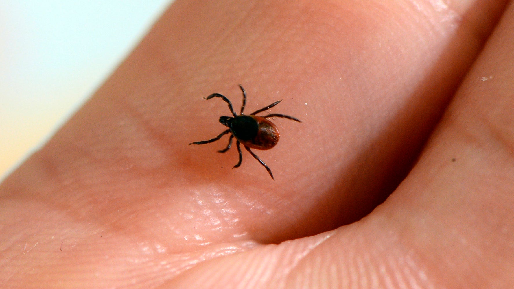 This Could Be The Worst Tick Season In Years. Here's What You Need To ...