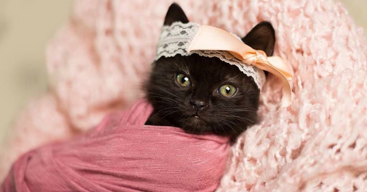 Photographer Does Typical Newborn Photoshoot … But With A Kitten ...