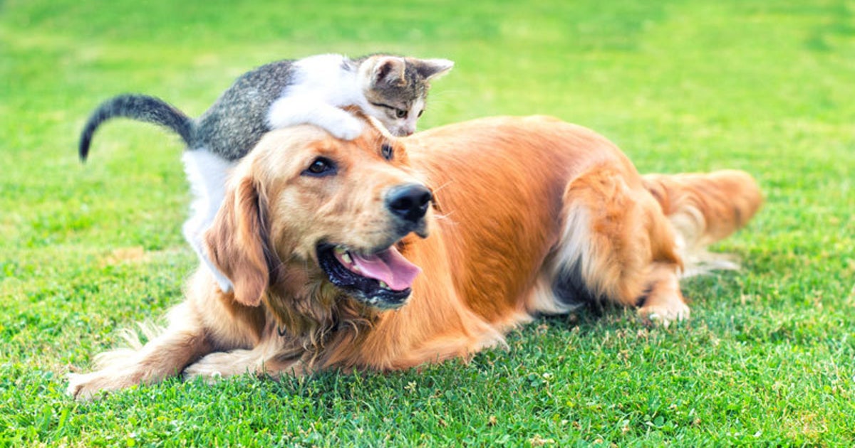 Power of the Pet: Pets Enrich Our Lives | HuffPost Contributor