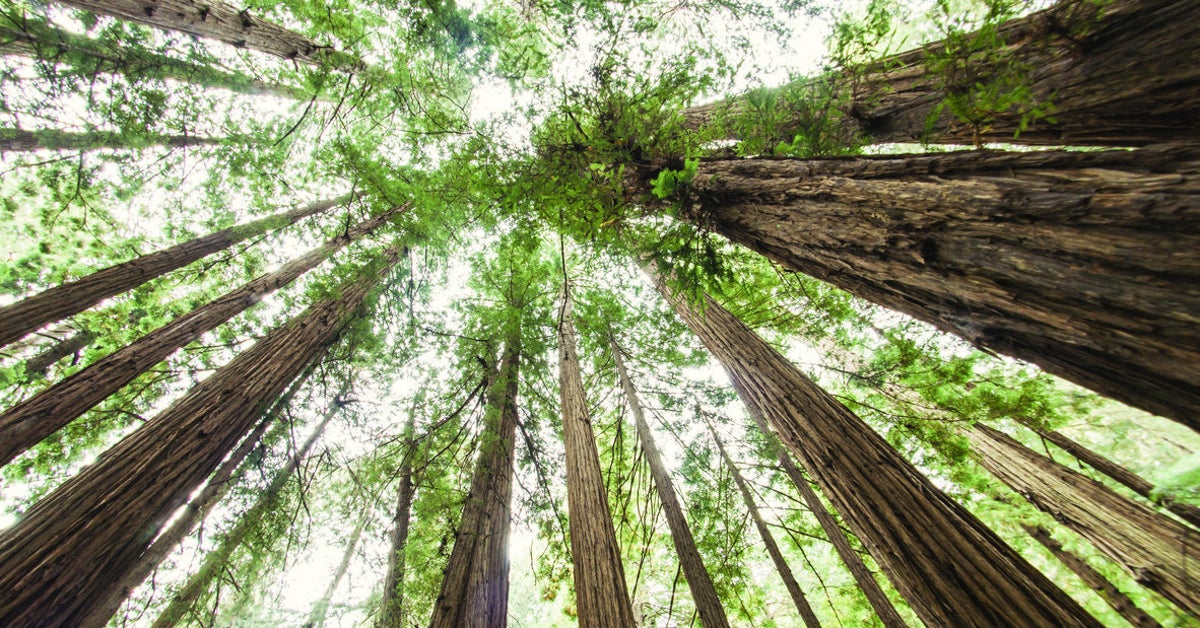 Ecocentrism & Sustainability: You Can't Have One Without The Other ...