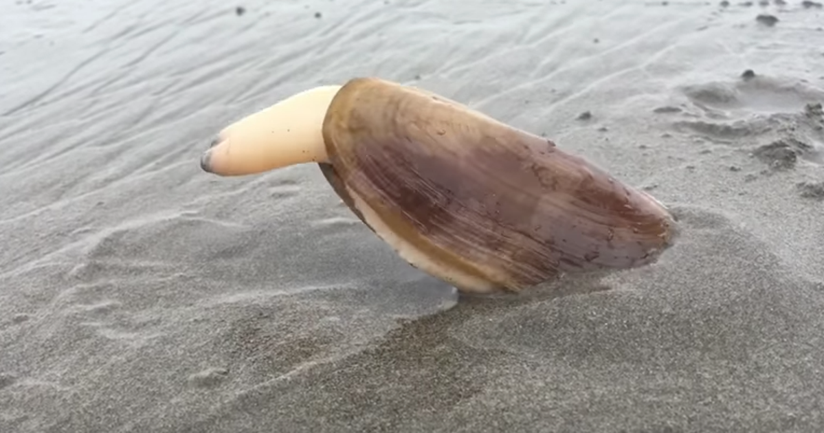 This Uncomfortable Video Of A Clam Will Irreversibly Change You ...