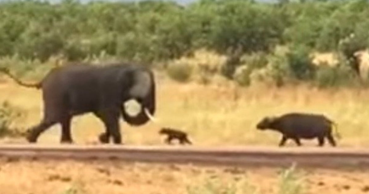 Badass Baby Buffalo Scares The Bejeezus Out Of Elephant | HuffPost ...