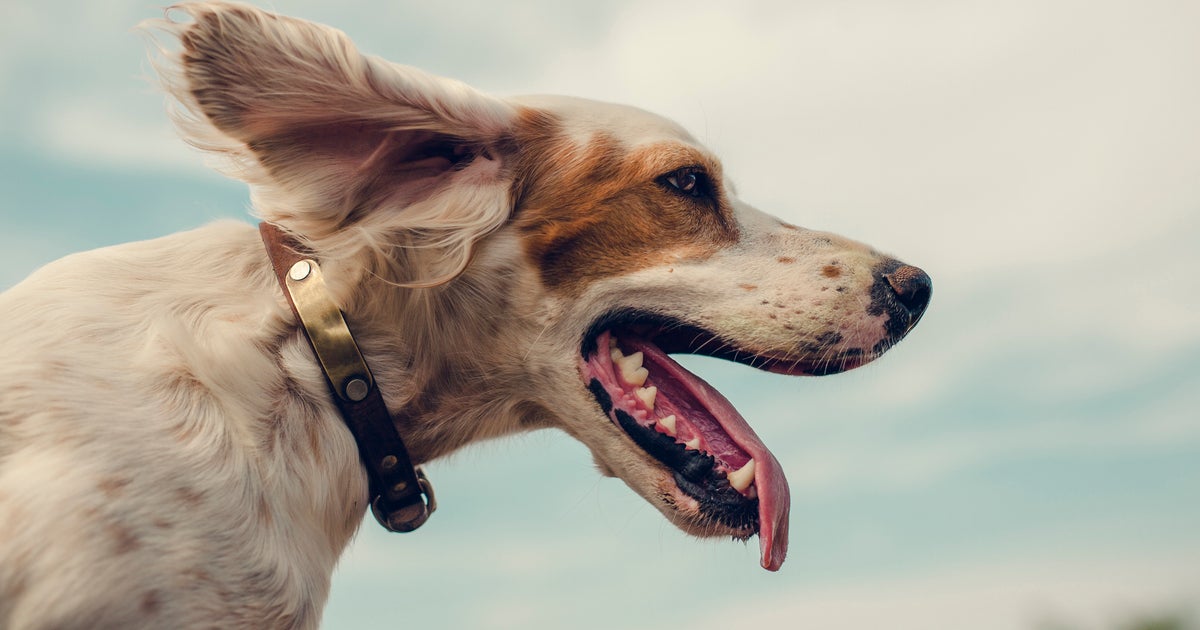 11 Reasons You Should Talk To Your Pet Instead Of A Human | HuffPost UK ...