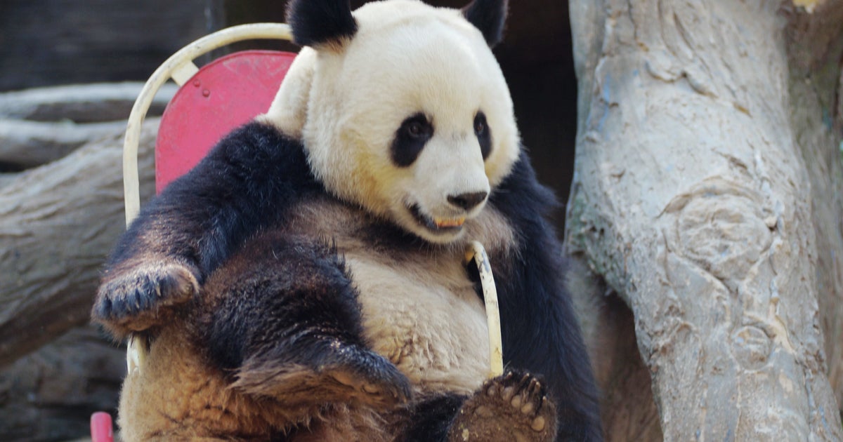 It's Been a Rough Week, But Just Enjoy This Panda In a Rocking Chair ...