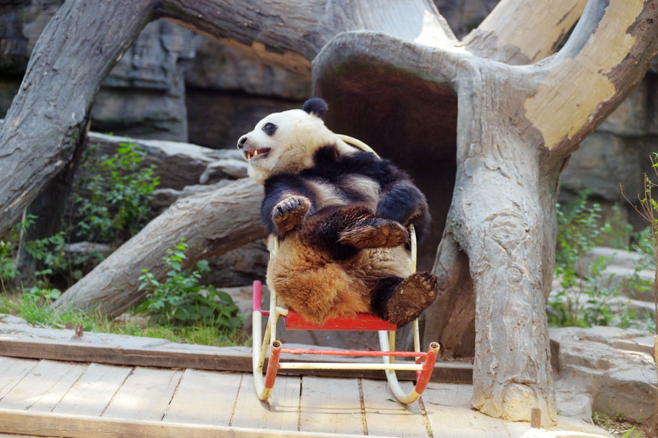 It's Been a Rough Week, But Just Enjoy This Panda In a Rocking Chair ...
