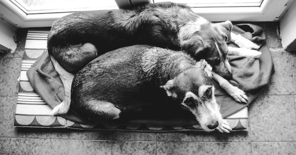 This Photographer Captured Her Dog's Last Days Without Even Realizing ...