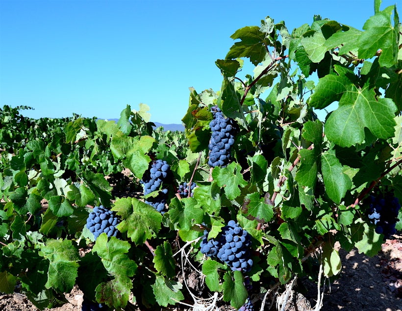 Spain’s Bobal Wines for the Summertime | HuffPost