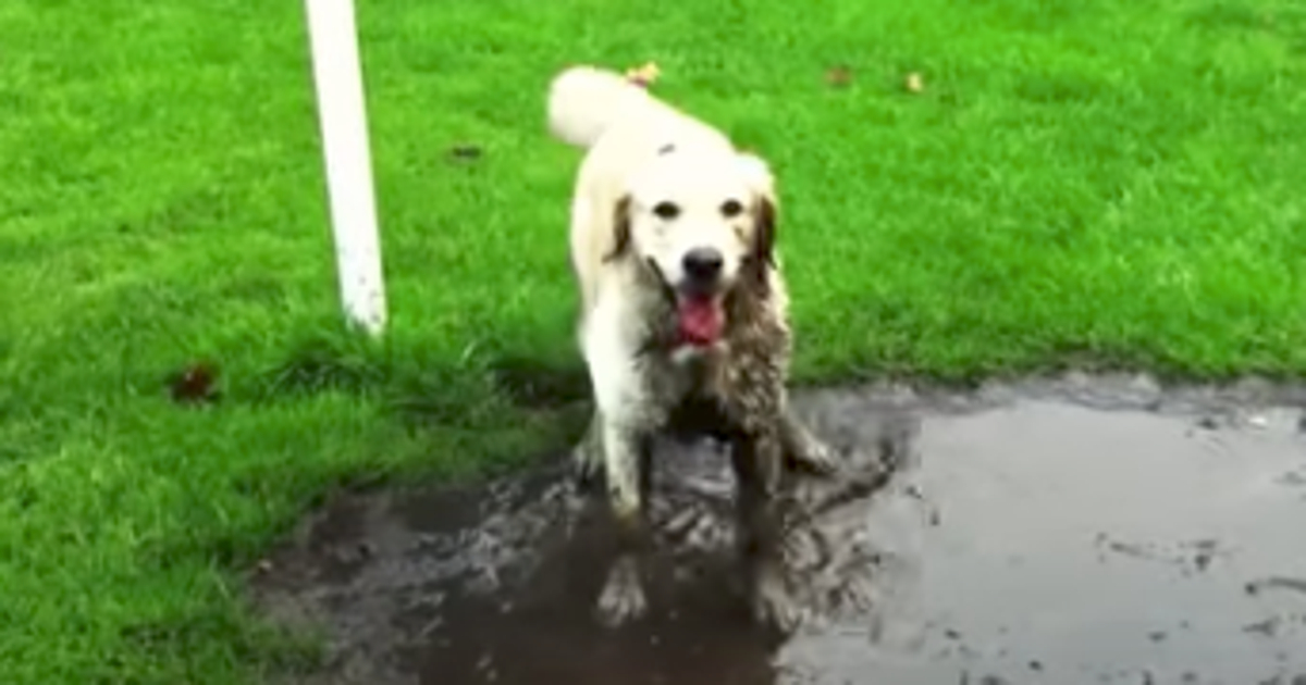 Watch Dogs Play In The Mud Because It's Too Darn Fun To Ignore ...