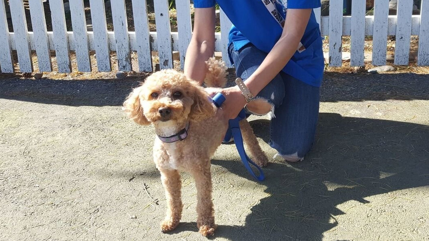 Poodle 'In Good Health' After Found Locked Inside Discarded Suitcase ...