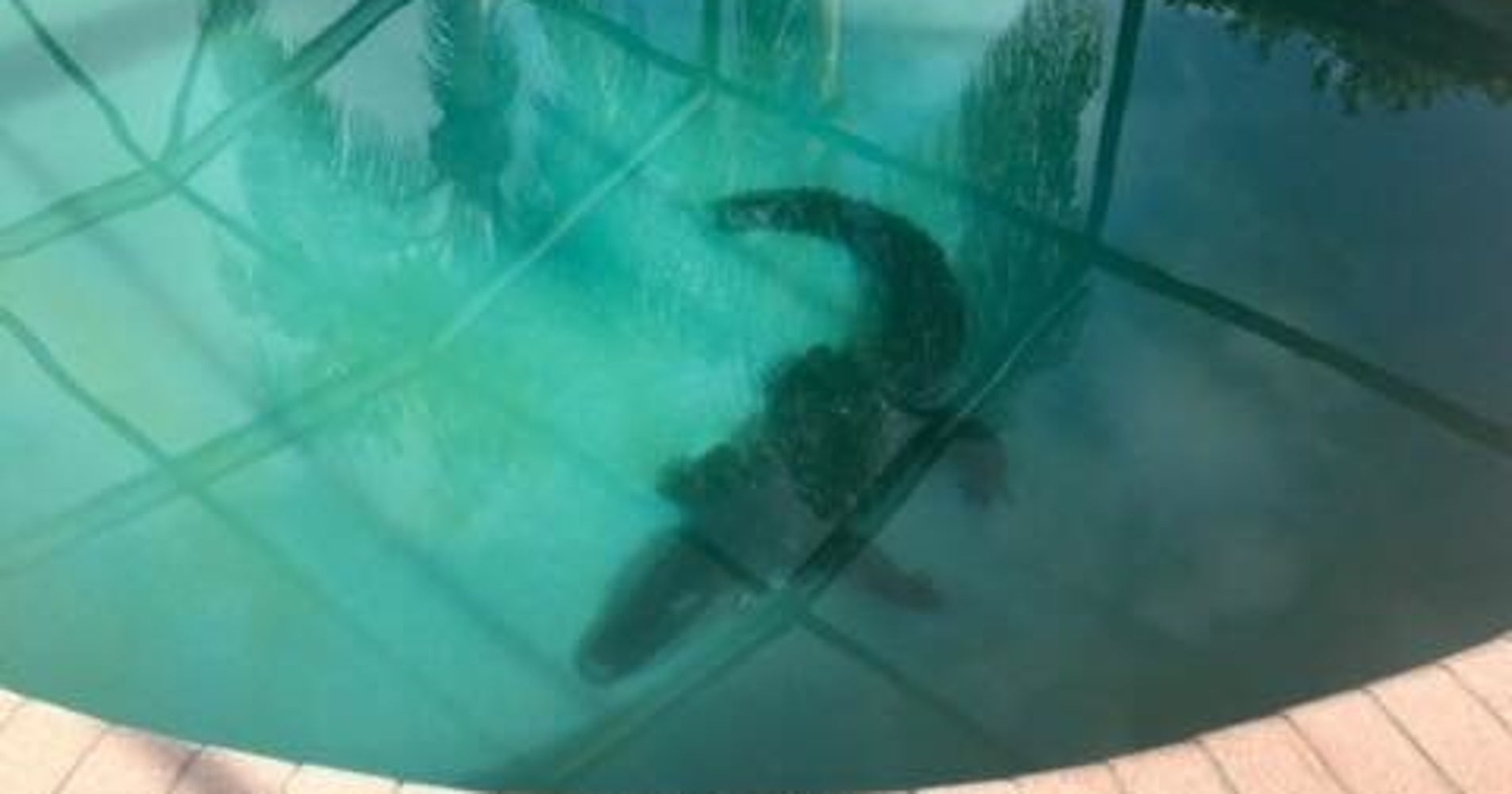 7-Foot-Long Alligator Makes A Splash In Family's Pool | HuffPost