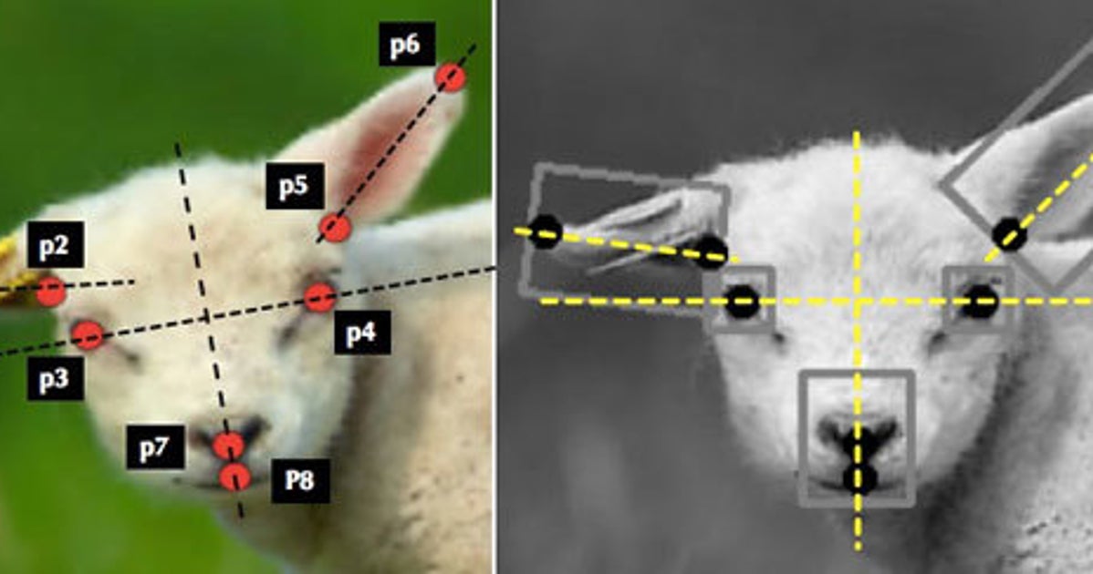 Using AI To Detect Pain (in sheep) | HuffPost Contributor
