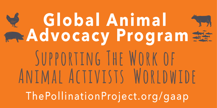 Why I Support Global Animal Advocacy | HuffPost Contributor