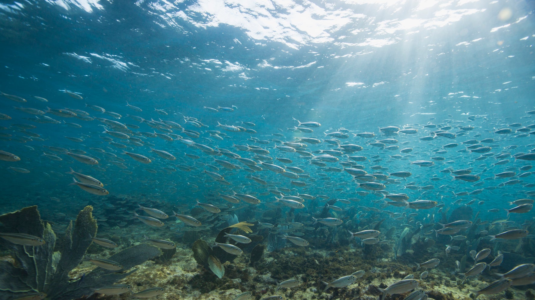 Committed to the Ocean: The First United Nations Ocean Conference ...
