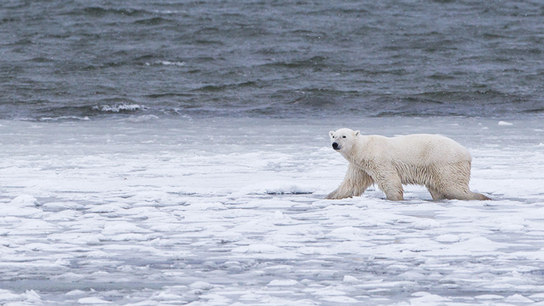 See Climate Change Through this Lens | HuffPost Contributor