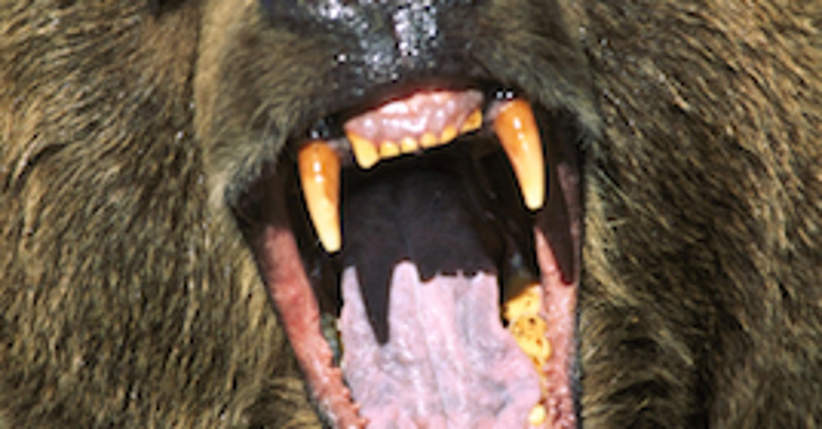 Why Haven't Humans Domesticated Bears? | HuffPost Contributor