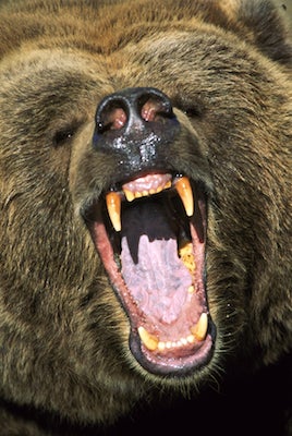 Why Haven't Humans Domesticated Bears? | HuffPost