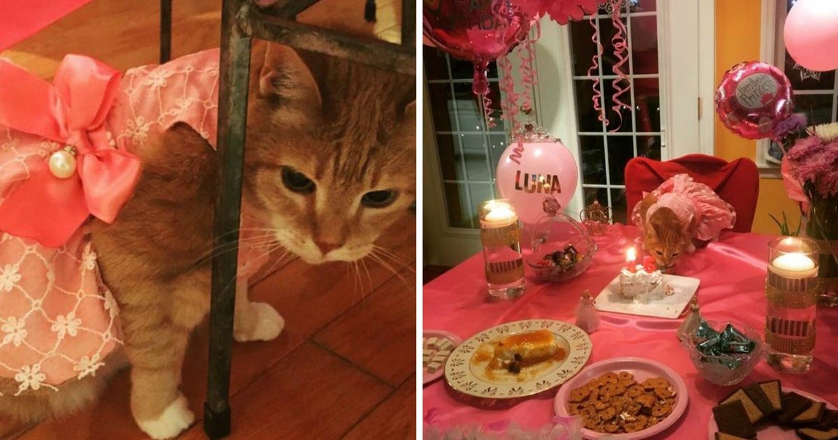Beloved Cat Turns 15, So Family Throws Her A Quinceañera | HuffPost Voices