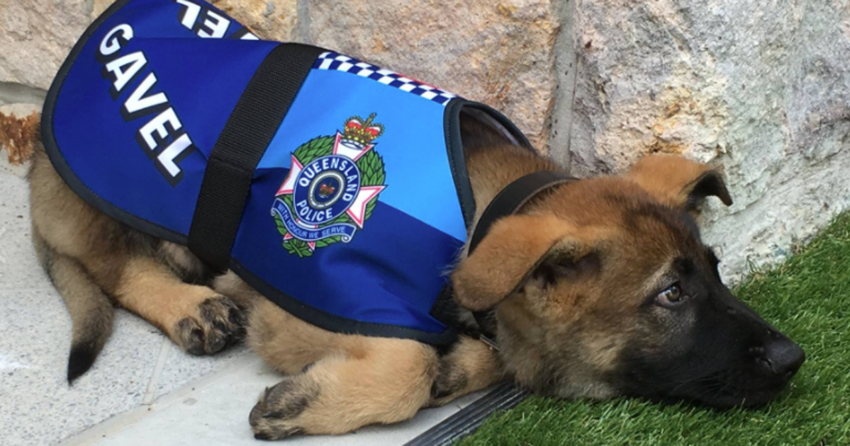 Police Dog Is Fired For Truly Adorable Reason, Finds Even Better Job ...
