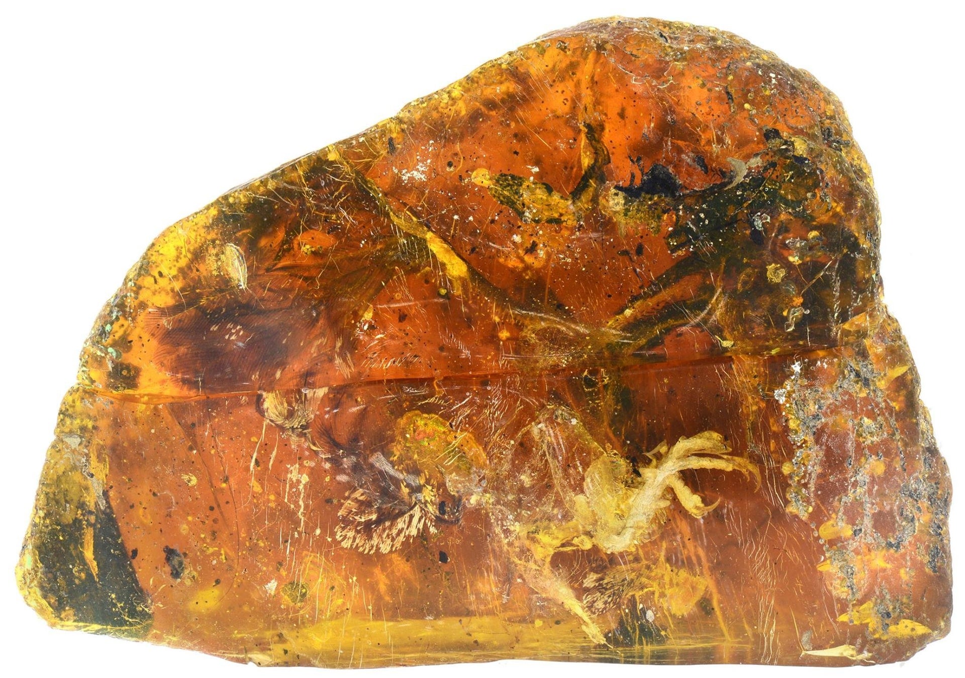 This 99-Million-Year-Old Baby Bird Fossil Is Unlike Anything Ever Seen ...