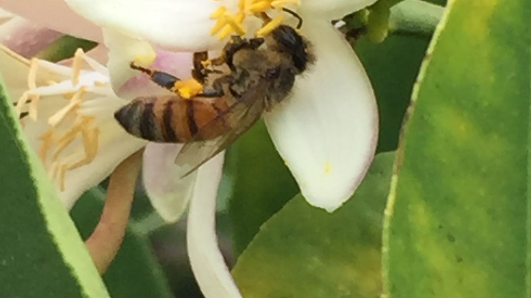 The Humble Honeybee | HuffPost Impact