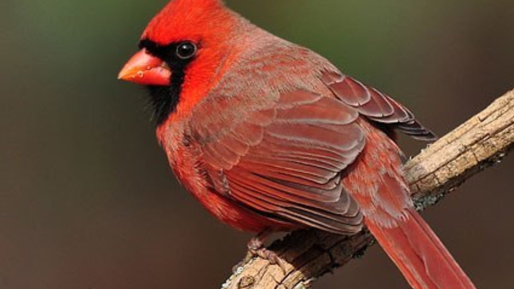 Drooling Crows Converge Against Window-Whacking Cardinals | HuffPost ...