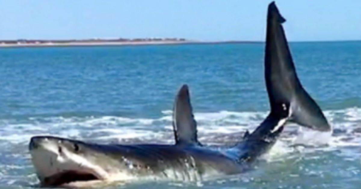 14ft Great White Shark Filmed Thrashing In 3ft Of Ocean | HuffPost News