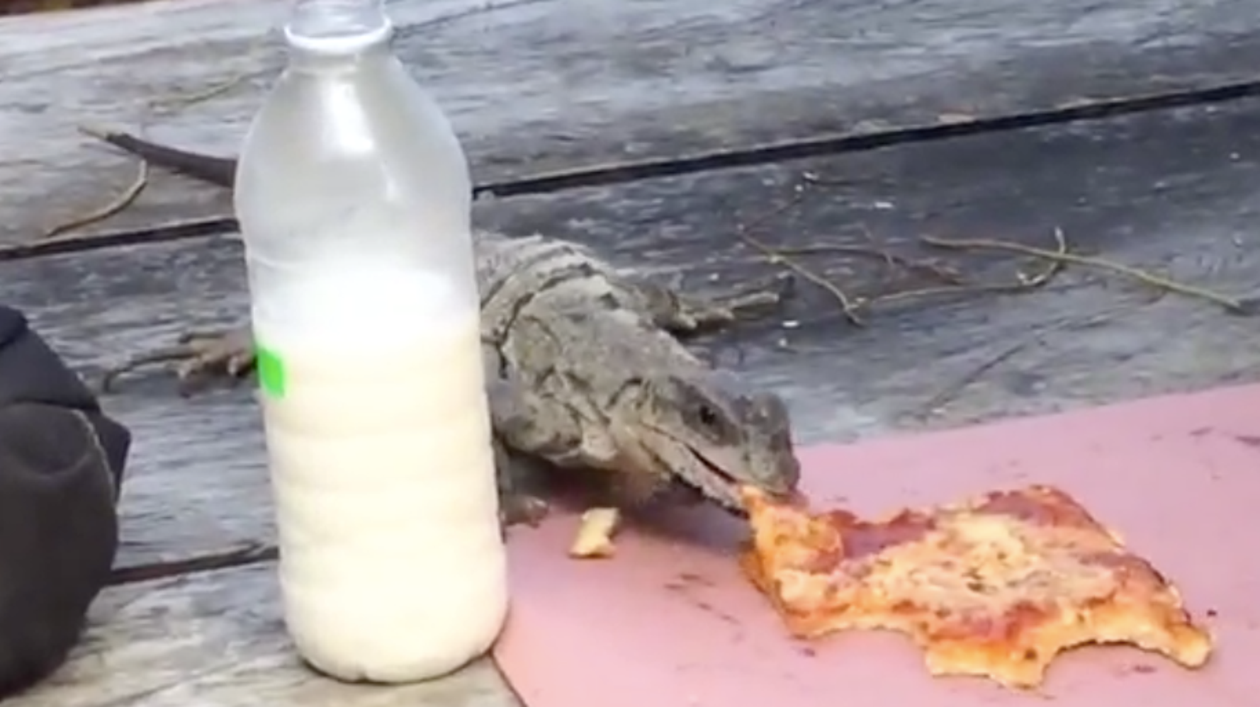 Pizza Iguana Steals A Slice Of Pizza And Our Hearts | HuffPost
