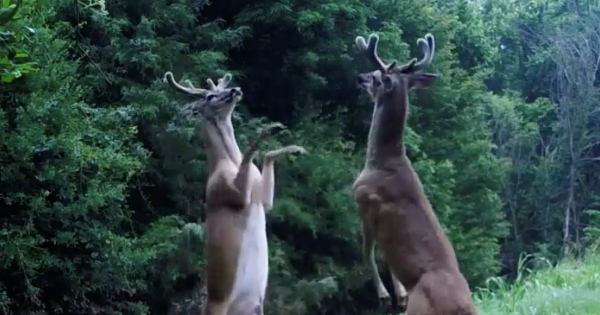 Deer Caught On Camera Engaging In Bizarre 'Slap Fight' | HuffPost Weird ...