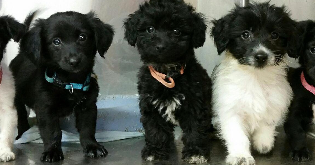 Tracy's Dogs Rescues Shelter Dogs From Euthanasia And Finds Them ...