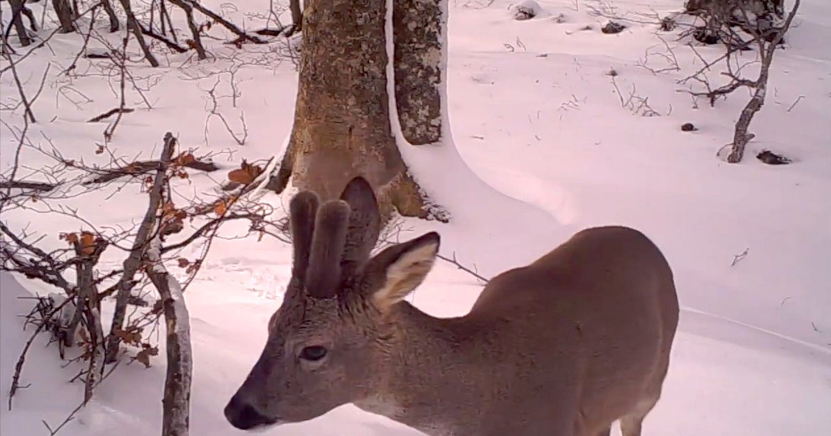 Stunning Video Captures A Year In The Life Of A Very Busy Tree ...