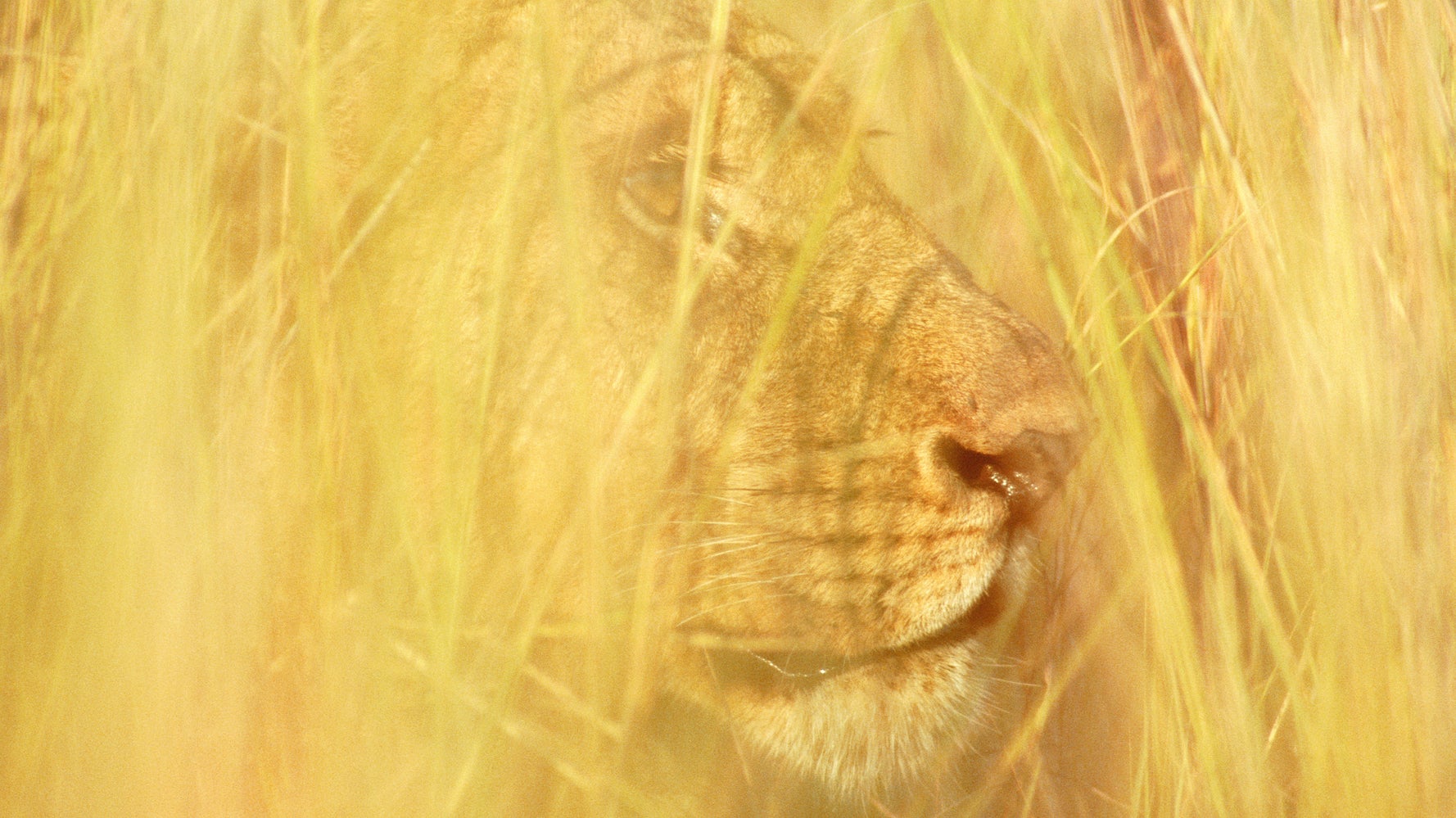 The Nose is One of the Most Lethal Weapons in a Predator's Arsenal ...