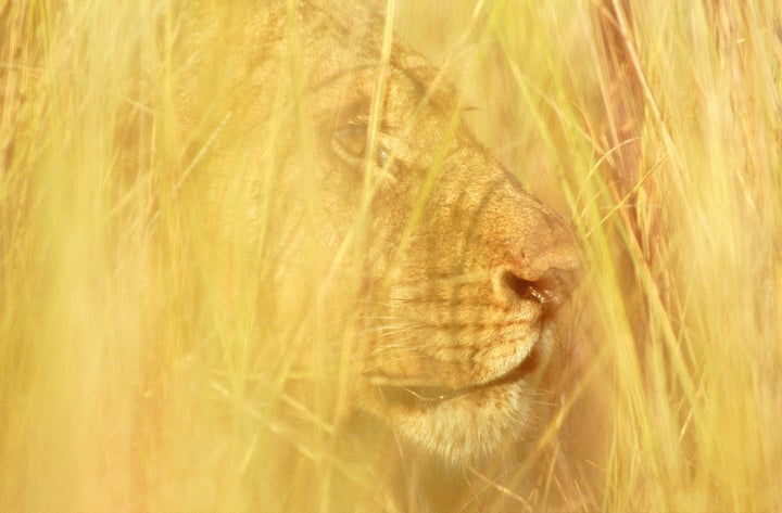 The Nose is One of the Most Lethal Weapons in a Predator's Arsenal ...