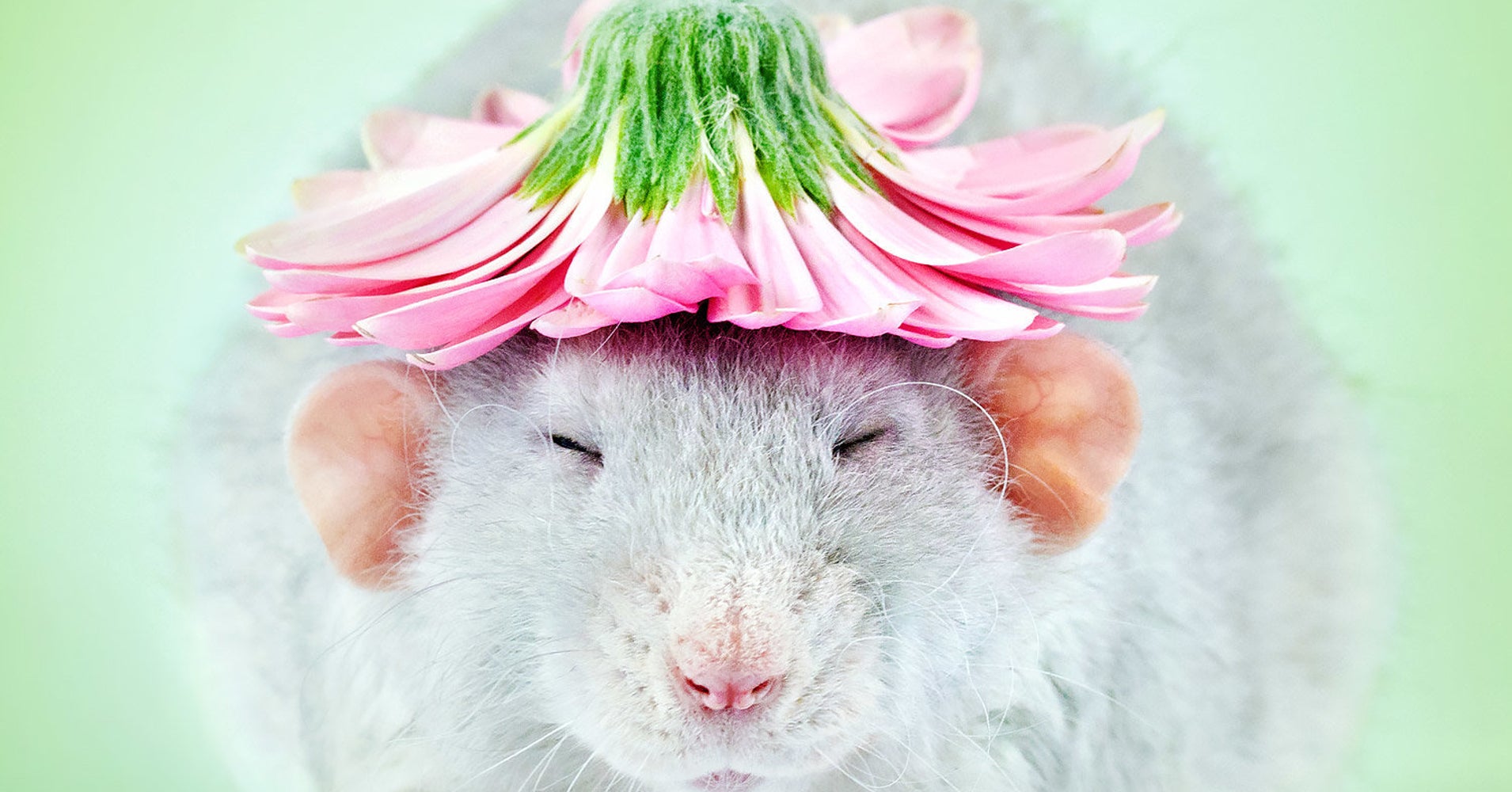 This Photographer Fights Rat-Phobia With Irresistibly Cute Pictures ...