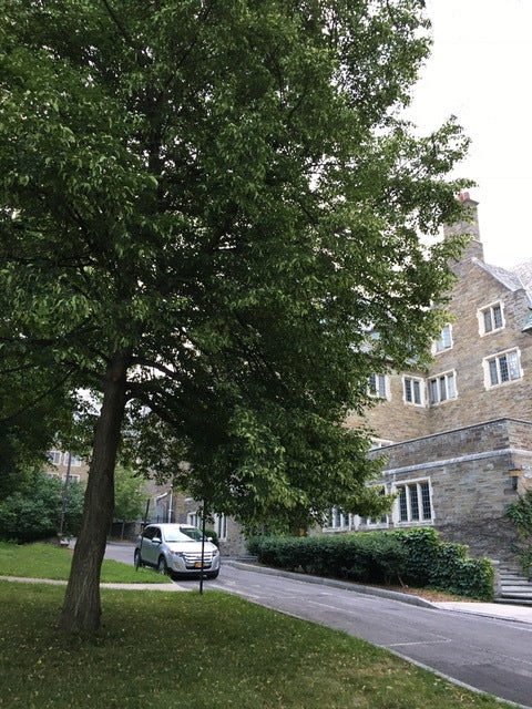 Cornell Reunion: Big Red-miniscences — Looking Back & Ahead | HuffPost ...