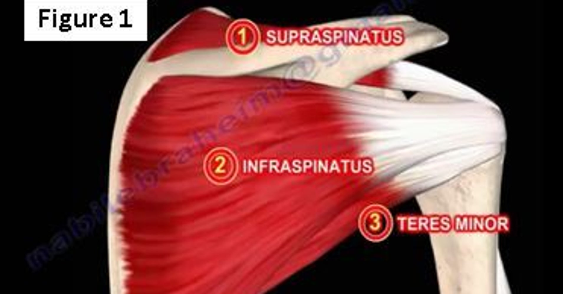 The Rotator Cuff Muscles | HuffPost