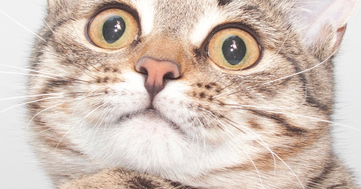 Ridiculously Cute Kitten Leans On A Tire, Becomes The Most Adorable ...