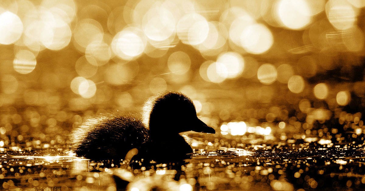 Paradise Lost – Ducklings | HuffPost Contributor