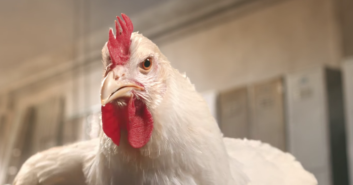 KFC's 'Whole Chicken' Advert Using Live Chickens Branded 'Disgusting ...